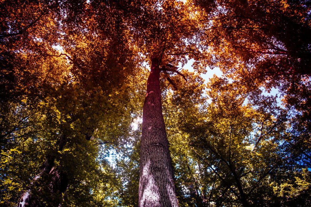 Premium Oak Dining Tables UAE 2025